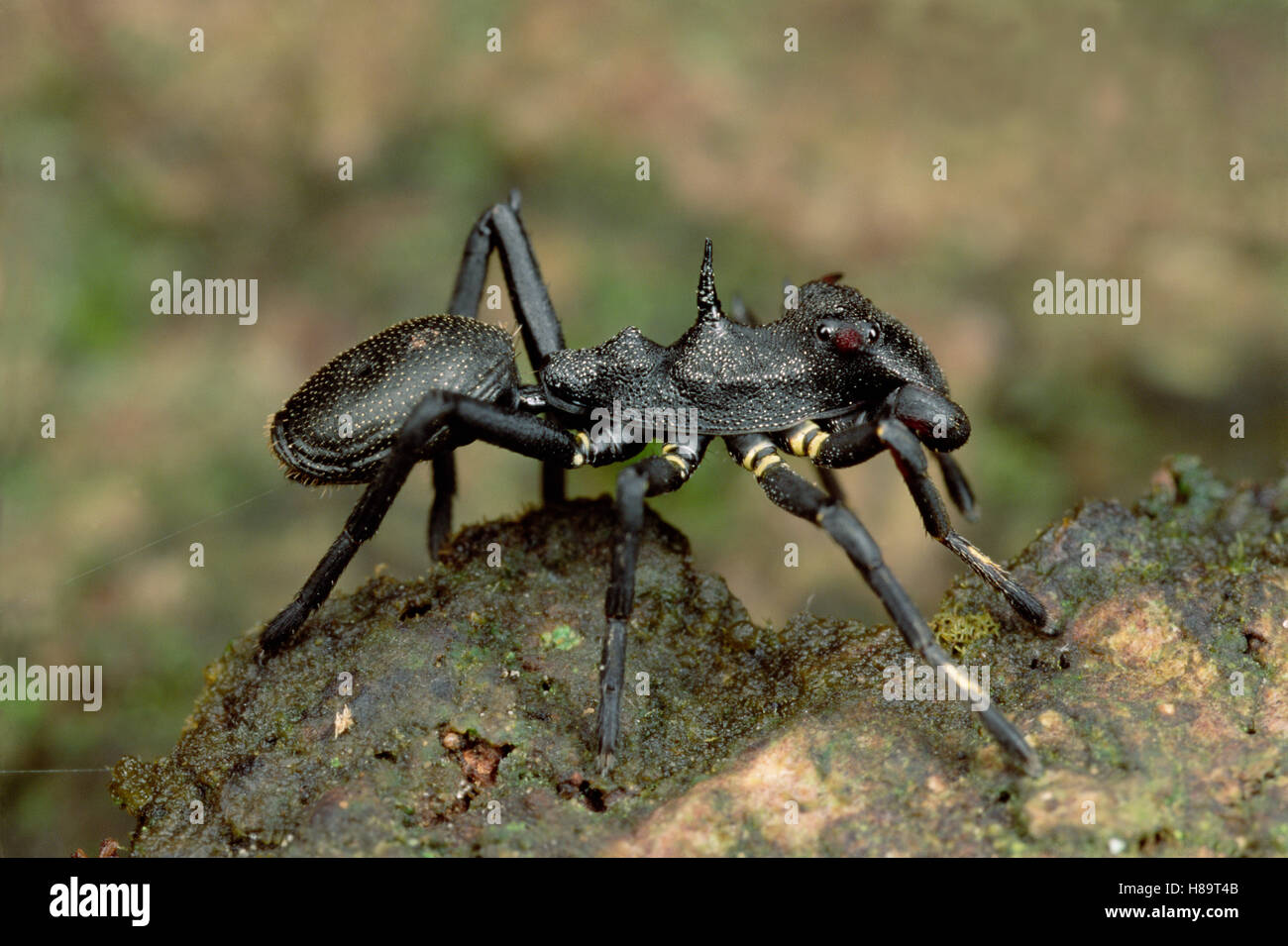 Ant-mimicking Jumping Spider (Myrmarachne sp), Ecuador Stock Photo - Alamy
