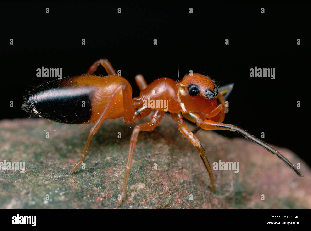 Ant-mimicking Jumping Spider (Myrmarachne sp), Queensland Stock Photo ...