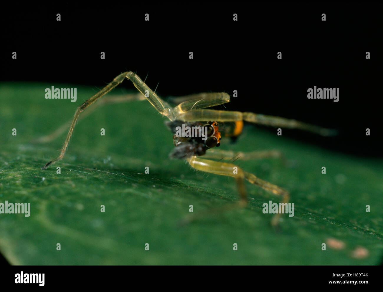Jumping Spider (Asemonea sp) male in courtship dance, Sri Lanka Stock ...
