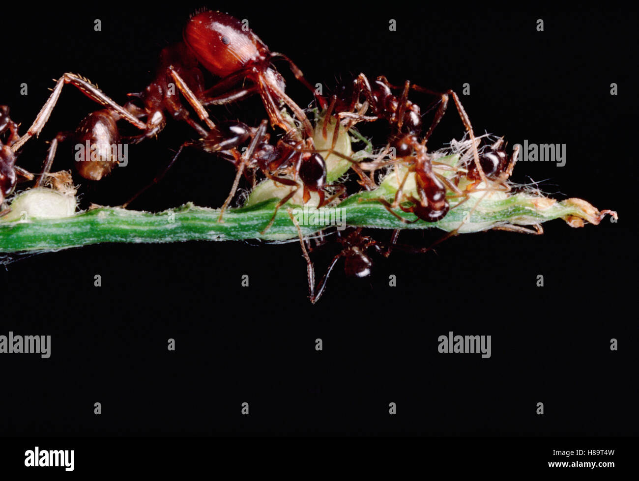 Marauder Ant (Pheidologeton diversus) group of major and minor workers ...