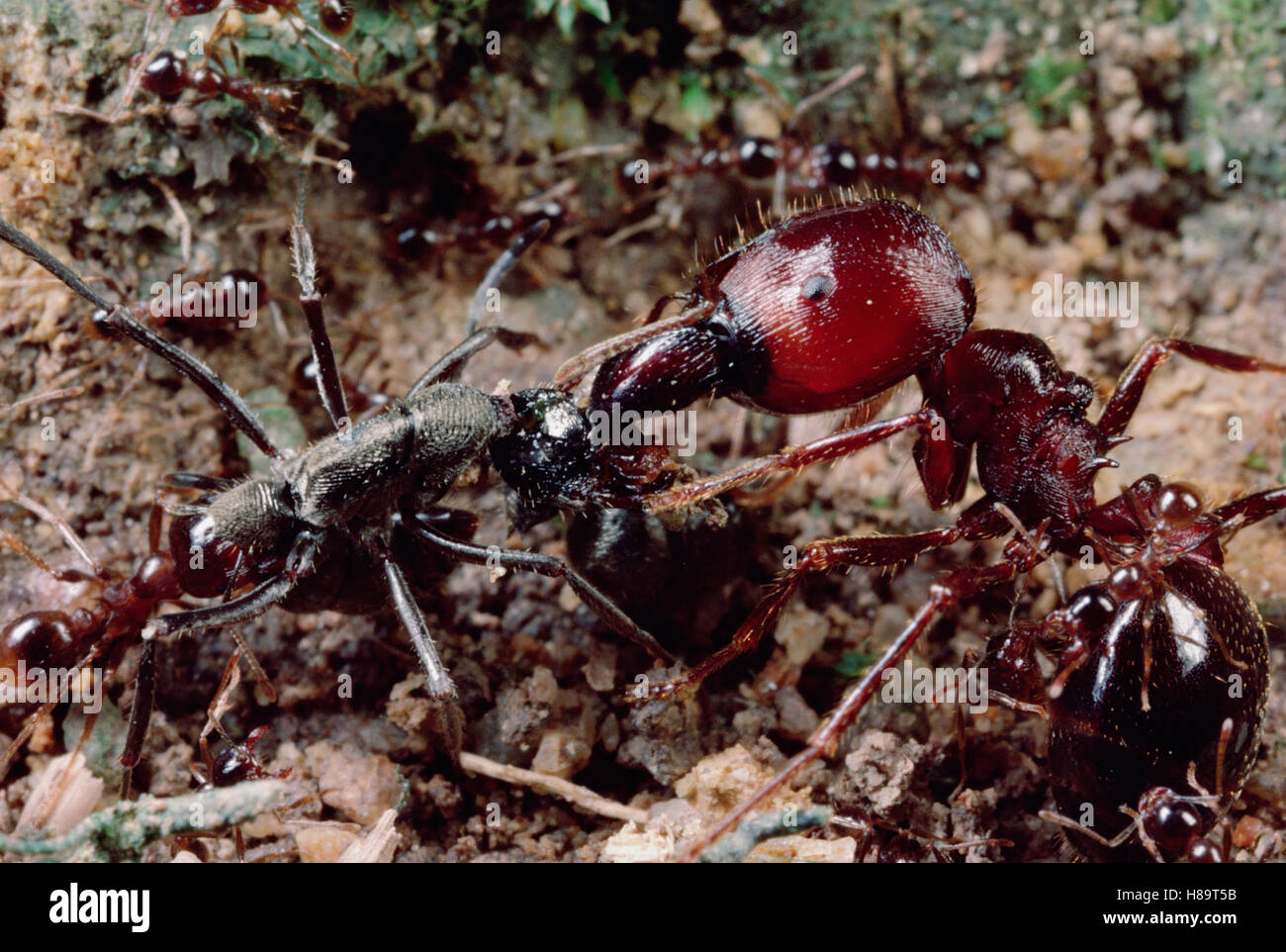 Marauder Ant (Pheidologeton diversus) major worker chopping off head of ...
