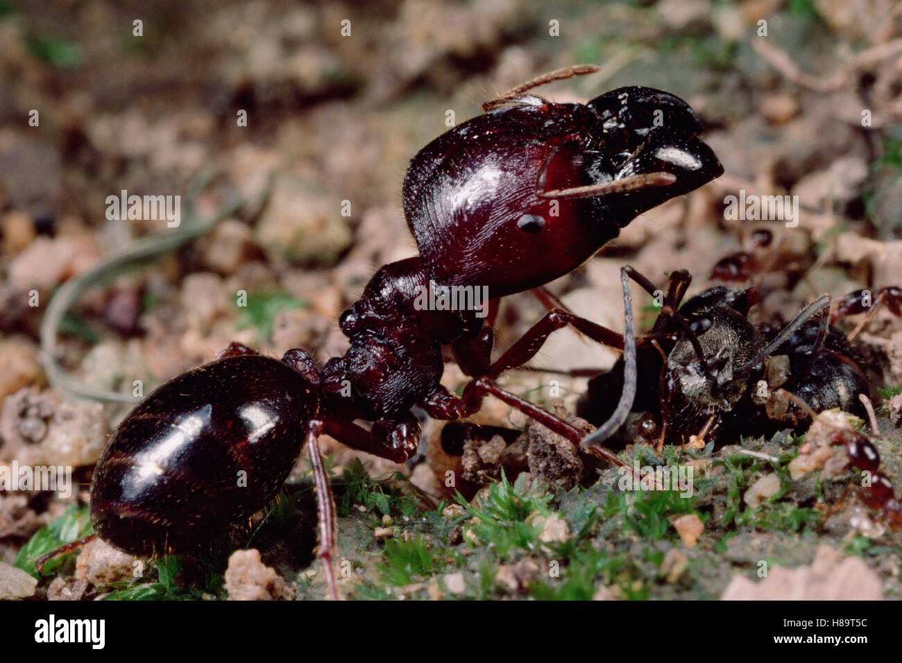 Marauder Ant (Pheidologeton diversus) major worker rearing up over ...