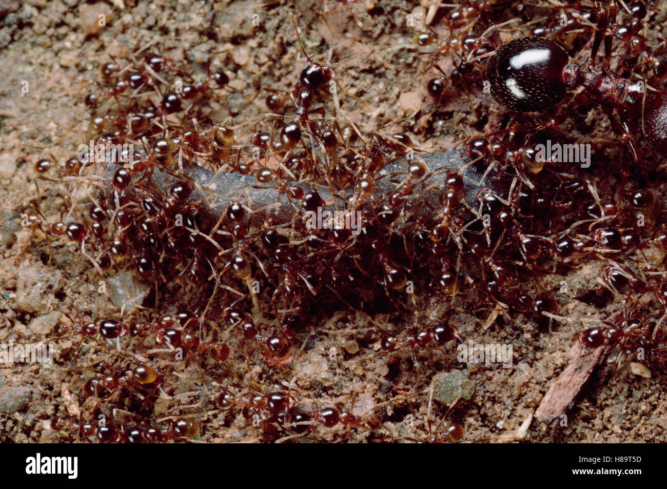 Marauder Ant (Pheidologeton diversus) swarm of minor workers with major ...