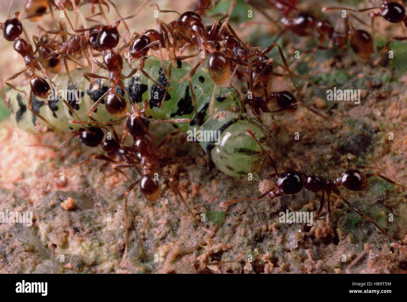 Marauder Ant (Pheidologeton diversus) group carries caterpillar and ...