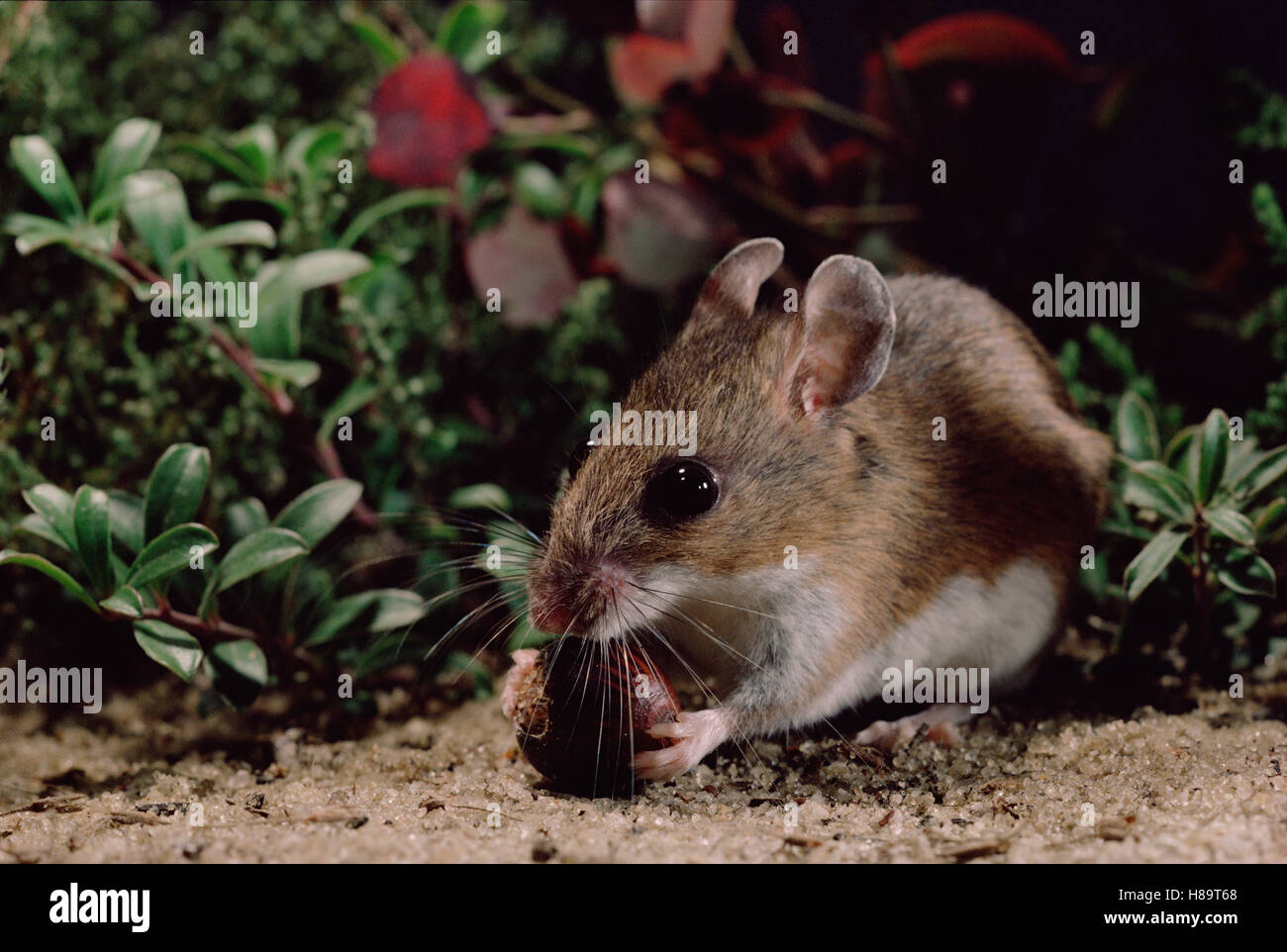 White-footed Mouse (Peromyscus leucopus) eating Acorn in Pygmy Pine ...