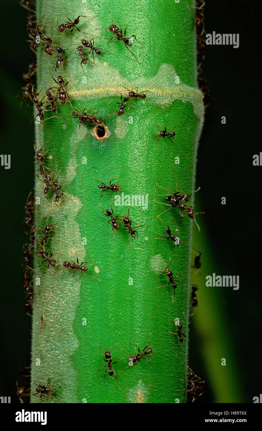 Ant (Azteca sp) patrol at colony entrance of their host (Cecropia sp ...