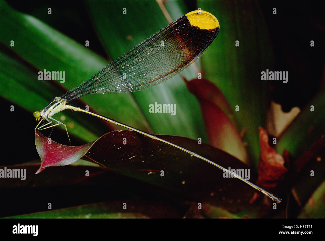 Damselfly (Mecistogaster sp), Rio Momon, Peru Stock Photo - Alamy