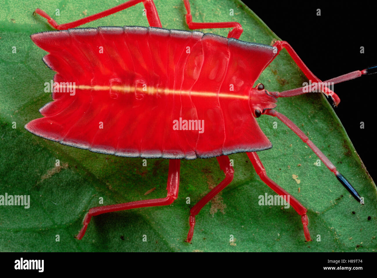 Red Stink Bug (Pycanum rubeus), Brunei, Borneo Stock Photo - Alamy
