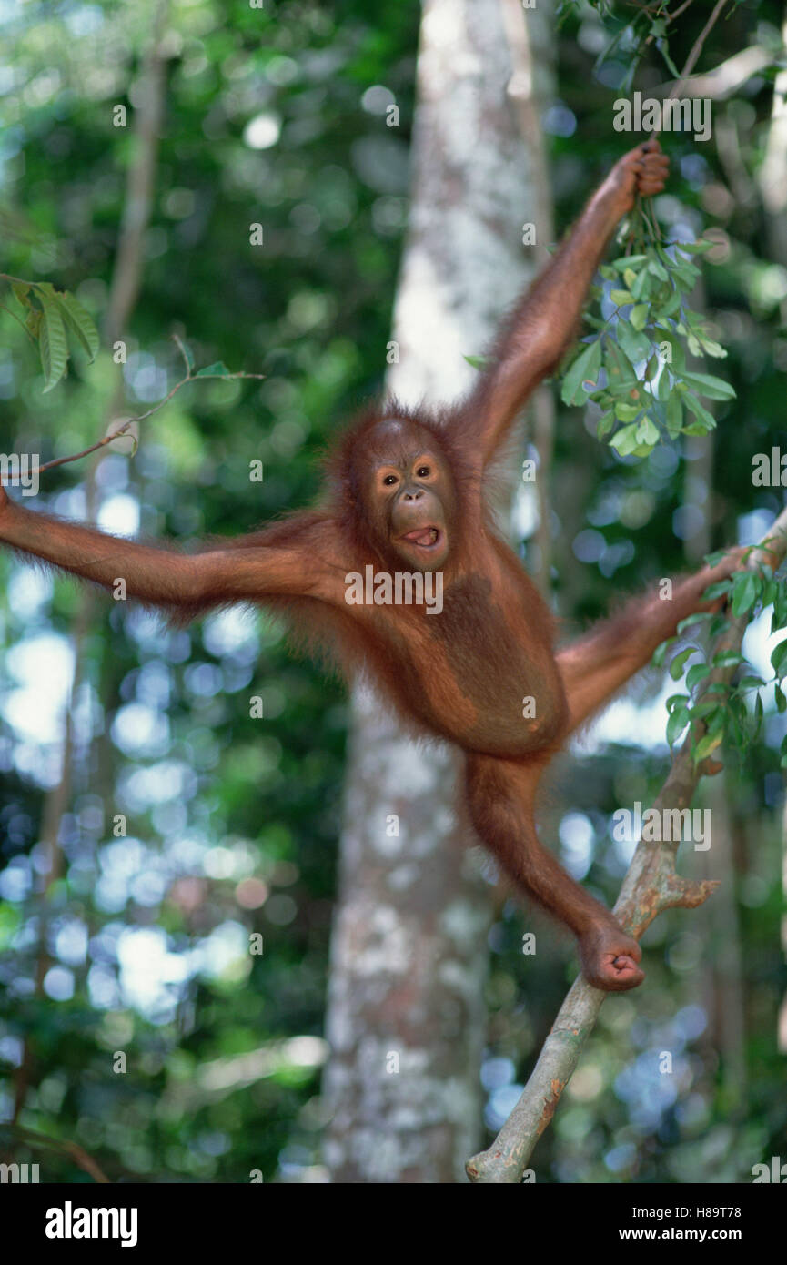 Orangutan (Pongo pygmaeus) young swinging in trees, Sepilok Forest ...
