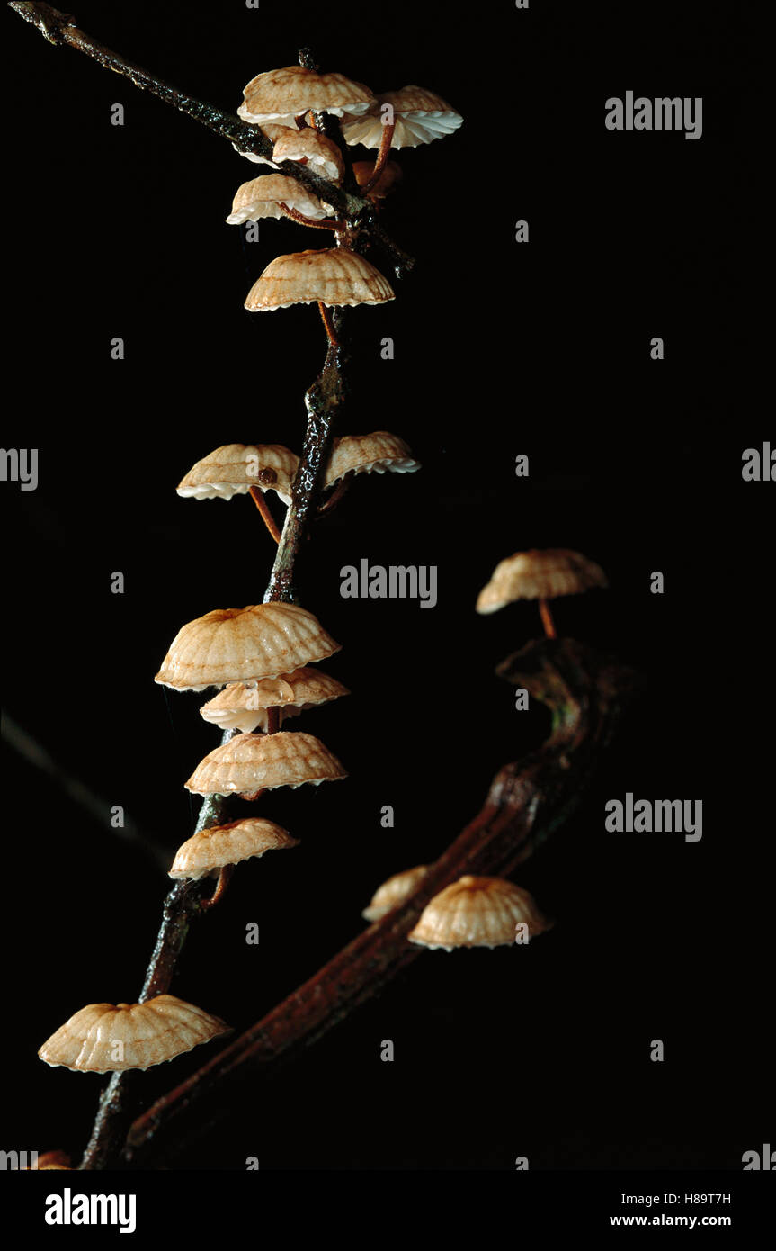 Mid-canopy rainforest fungi, Iquitos, Peru Stock Photo - Alamy