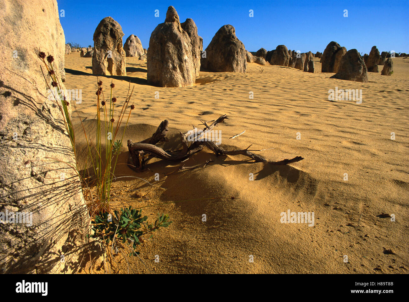 Limestone pinnacles in Pinnacles Desert, Nambung National Park, 250 ...