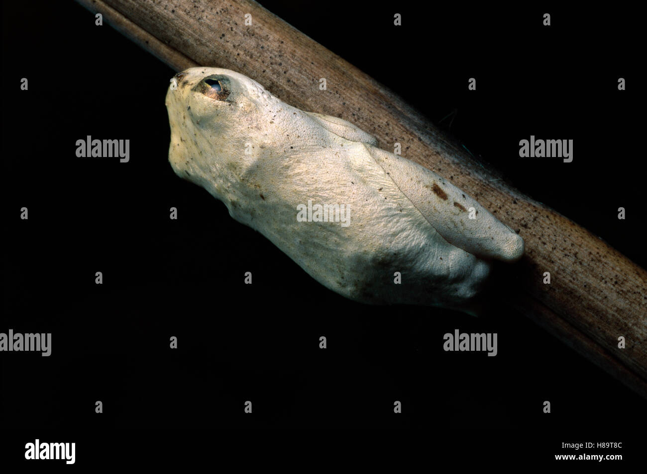 African Reed Frog (Hyperolius nitidulus) wet skin hardens into shellac ...