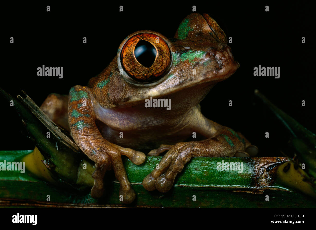 African Tree Frog (Leptopelis sp) portrait, Ivory Coast, Africa Stock ...