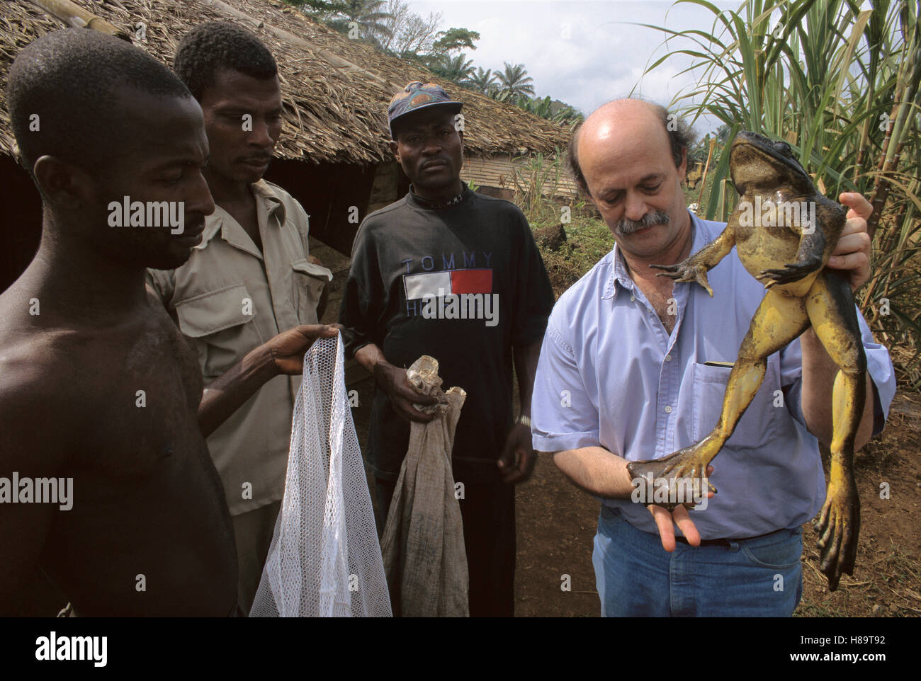 Goliath Frog (Conraua goliath) held by animal importer Andy Koffman ...