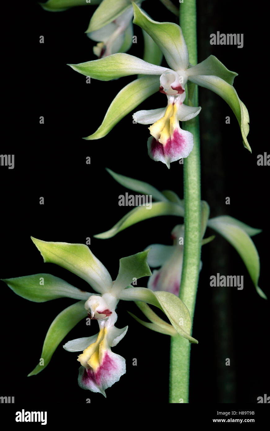Hardy Calanthe Orchid (Calanthe tricarinata) close-up of stem and ...