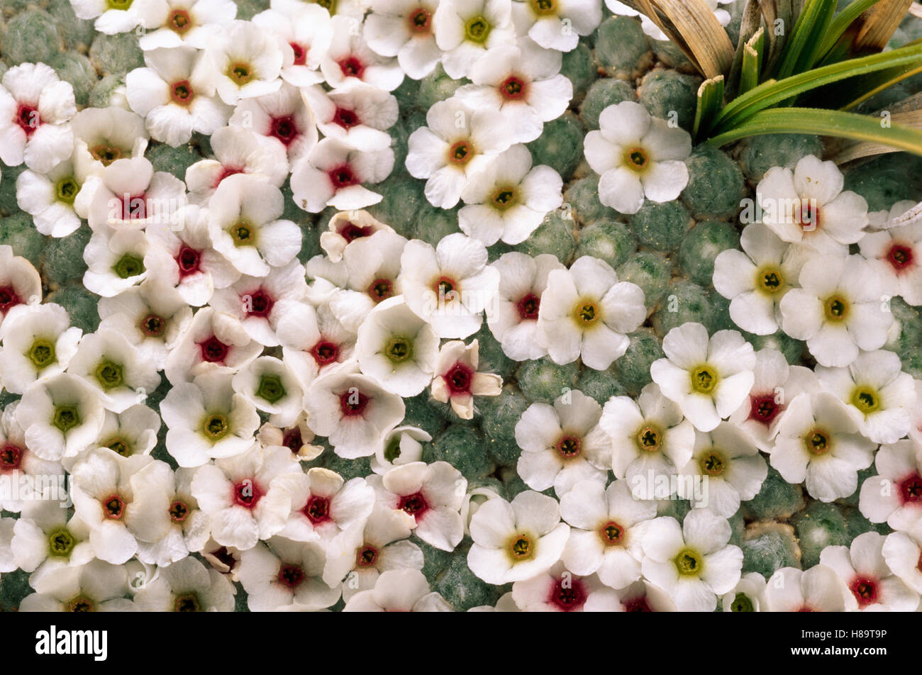 Sandwort (Arenaria kansuensis) arthritis cure is also a popular ...