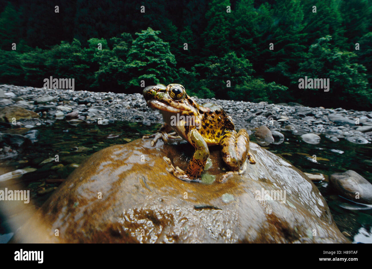 Riparian Frog (Odorrana margaretae) on rock in river, Wawu National ...