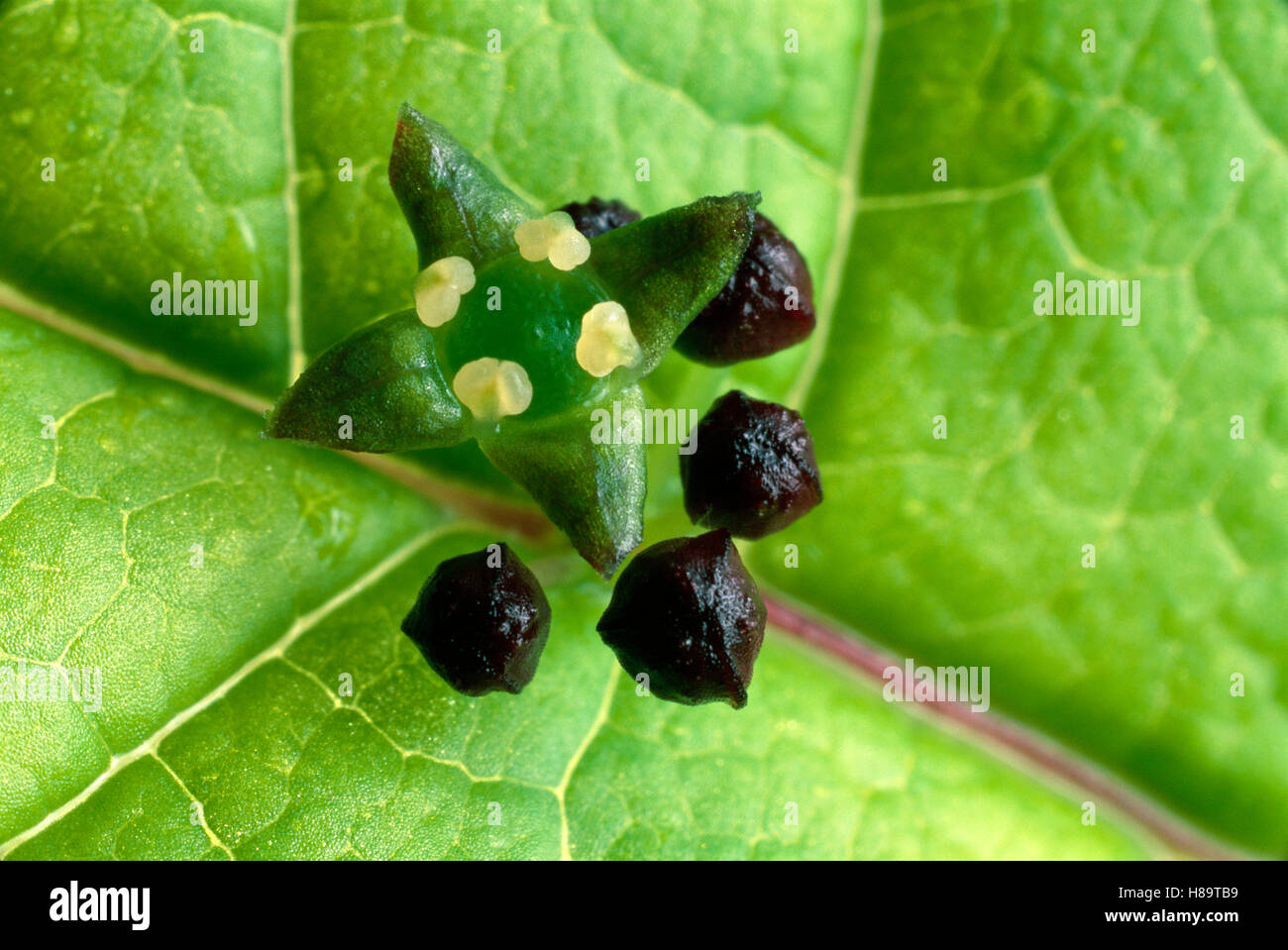 Vascular Plant (Helwingia japonica) flowers sprout mid-leaf, Meili ...
