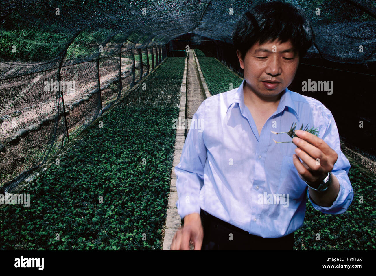 Yew (Taxus sp) tree nursery, source of Taxol drug, Sichuan Province ...