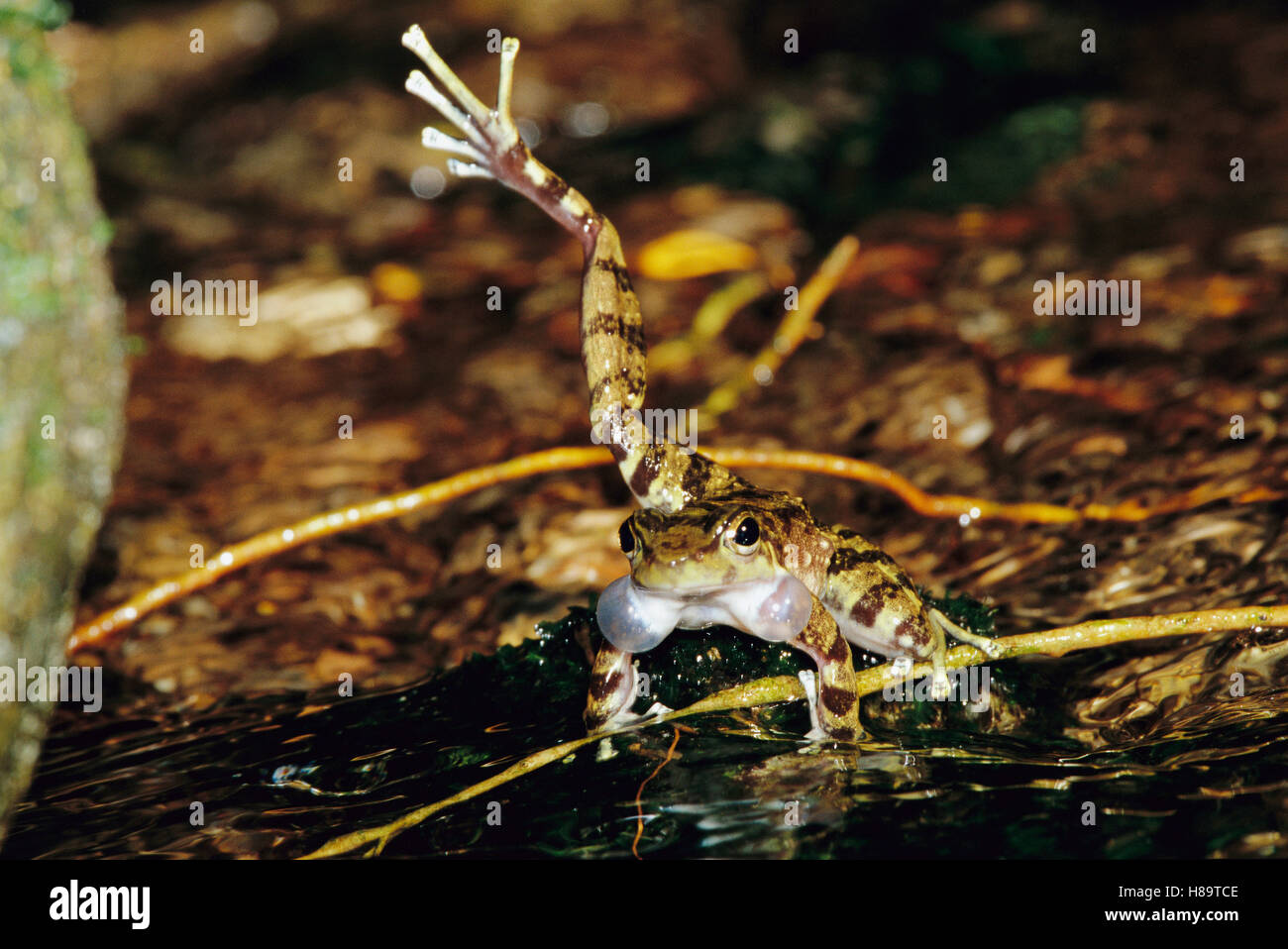 Warty Tree Toad (Hylodes asper) repeatedly kicks its leg right and left ...