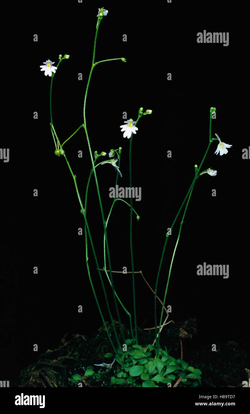 Corkscrew Plant (Genlisea lobata) carnivorous plant, Atlantic Forest ...