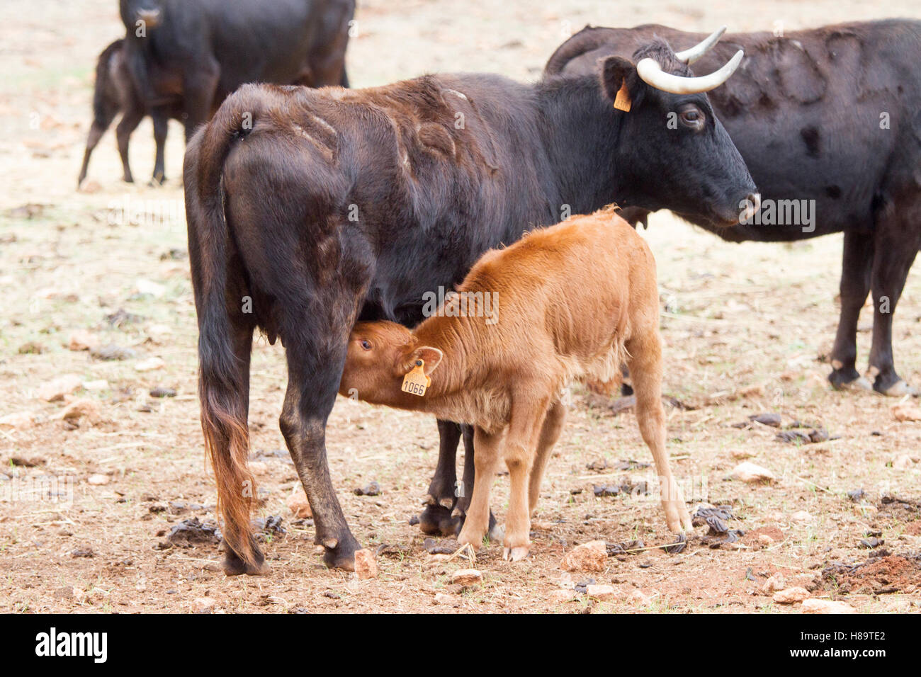 Cows in Reservatauro, Málaga, Spain Stock Photo - Alamy