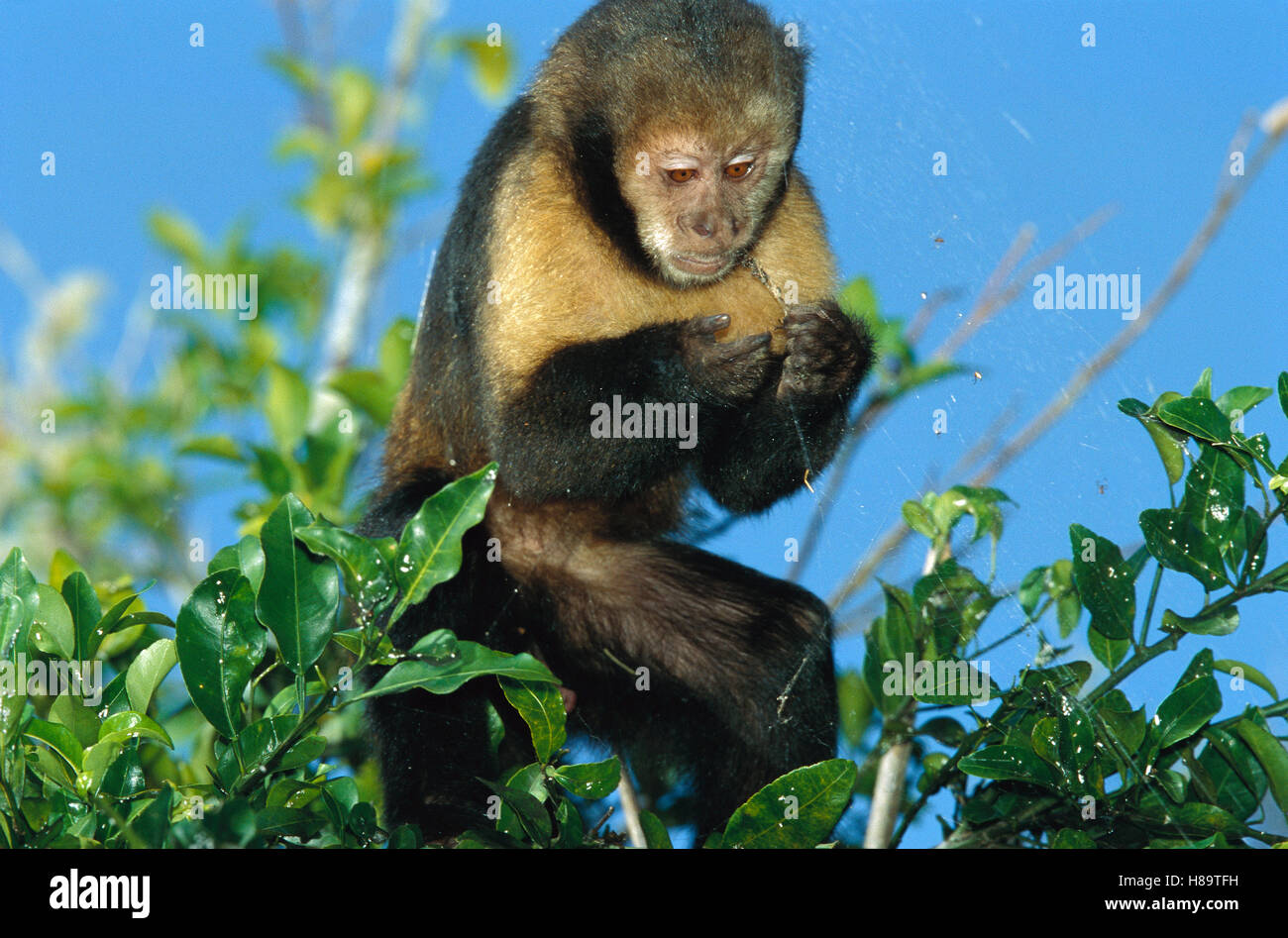 Yellow-breasted Capuchin (Cebus xanthosternos) eating a spider, Bahia ...