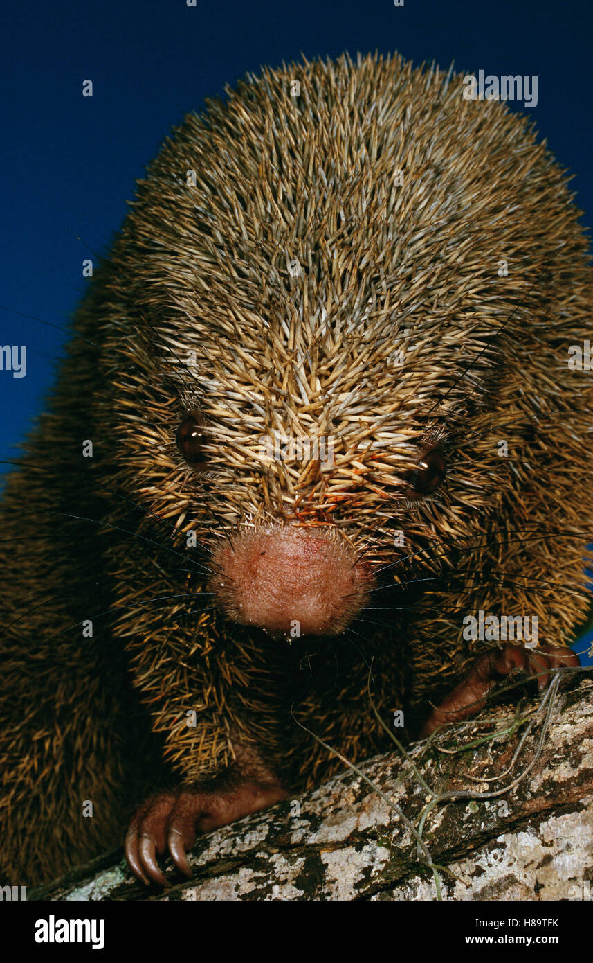 Thin-spined Porcupine (Chaetomys subspinosus) nocturnal animal once ...
