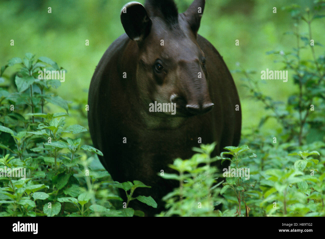 Brazilian Tapir (Tapirus terrestris) portrait, an important disperser ...