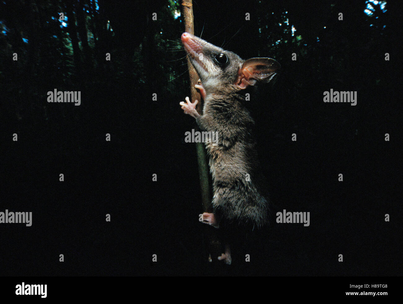 Mouse Opossum (Marmosa sp) a nocturnal species, foraging for food at ...