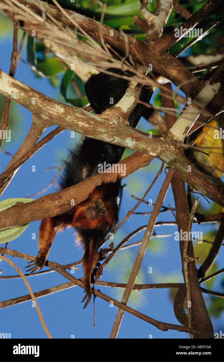 Golden-headed Lion Tamarin (Leontopithecus chrysomelas) with a radio ...