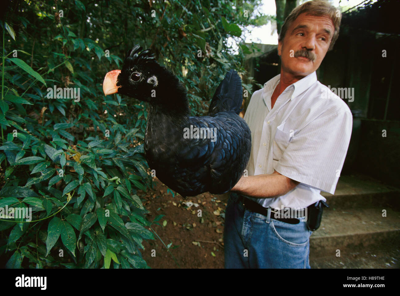 Mitu Mitu (Alagoas curassow) held by Roberto Azaredo, president of an ...