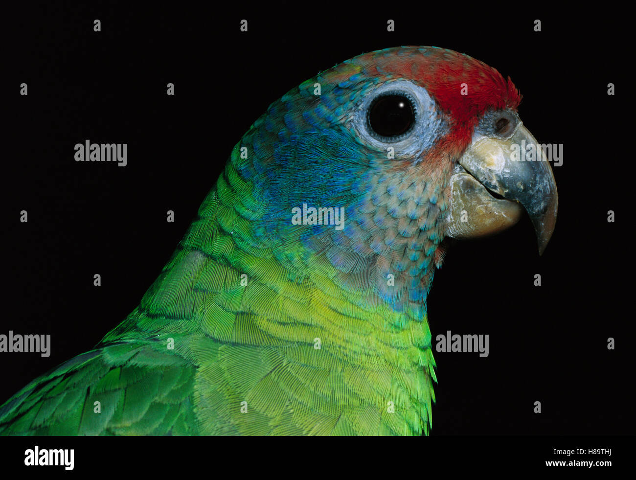 Red-tailed Amazon (Amazona brasiliensis), Atlantic Forest, Brazil Stock ...