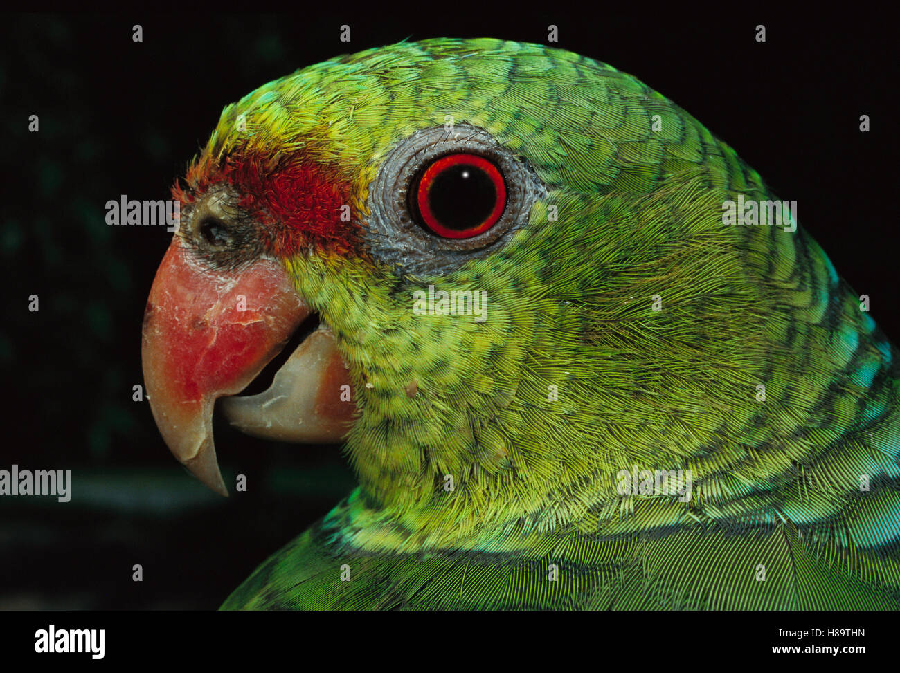 Vinaceous-breasted Parrot (Amazona vinacea), Atlantic Forest, Brazil ...
