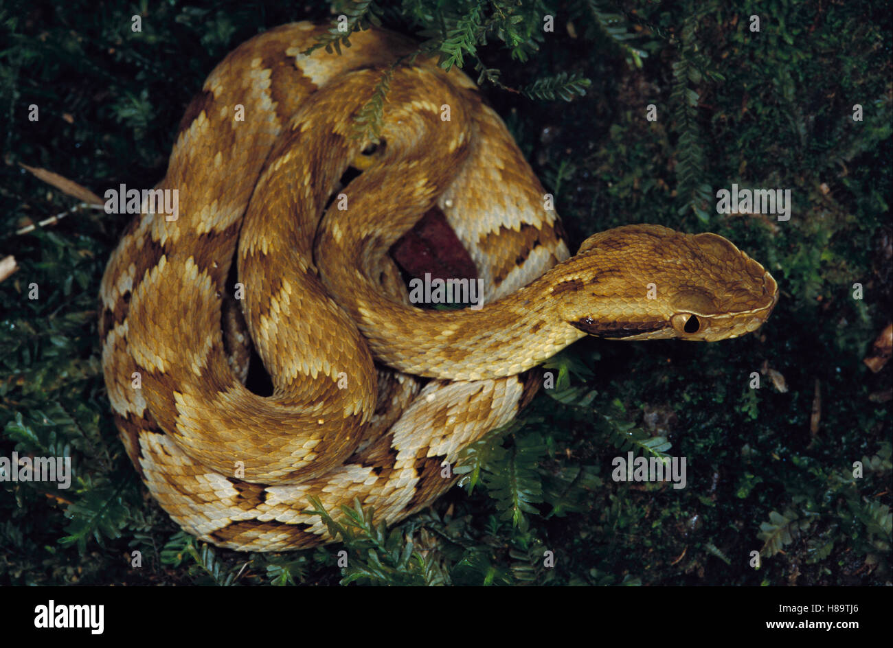 Jararaca (Bothrops jararaca) coiled in vegetation, most common viper in ...
