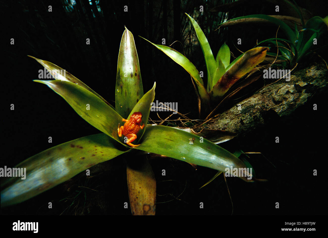 Shield Toad (Brachycephalus sp) in bromeliad, endemic to the Atlantic ...