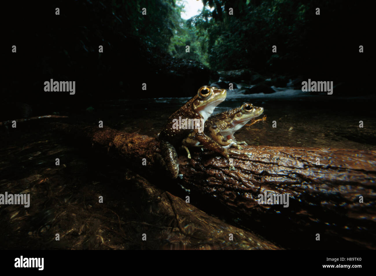 Hylodes hi-res stock photography and images - Alamy