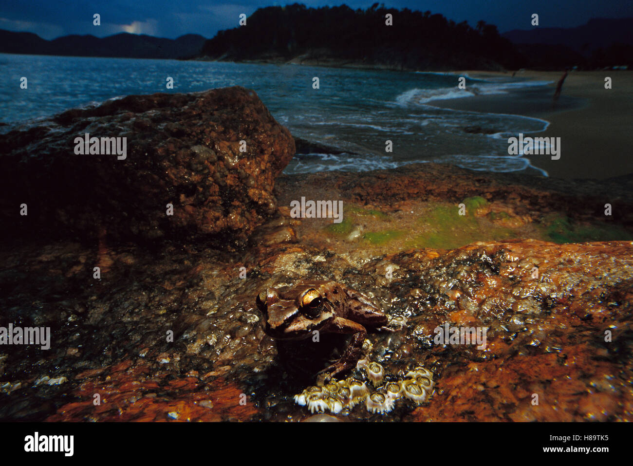 Military River Frog (Thoropa miliaris) the only frog in the world to ...