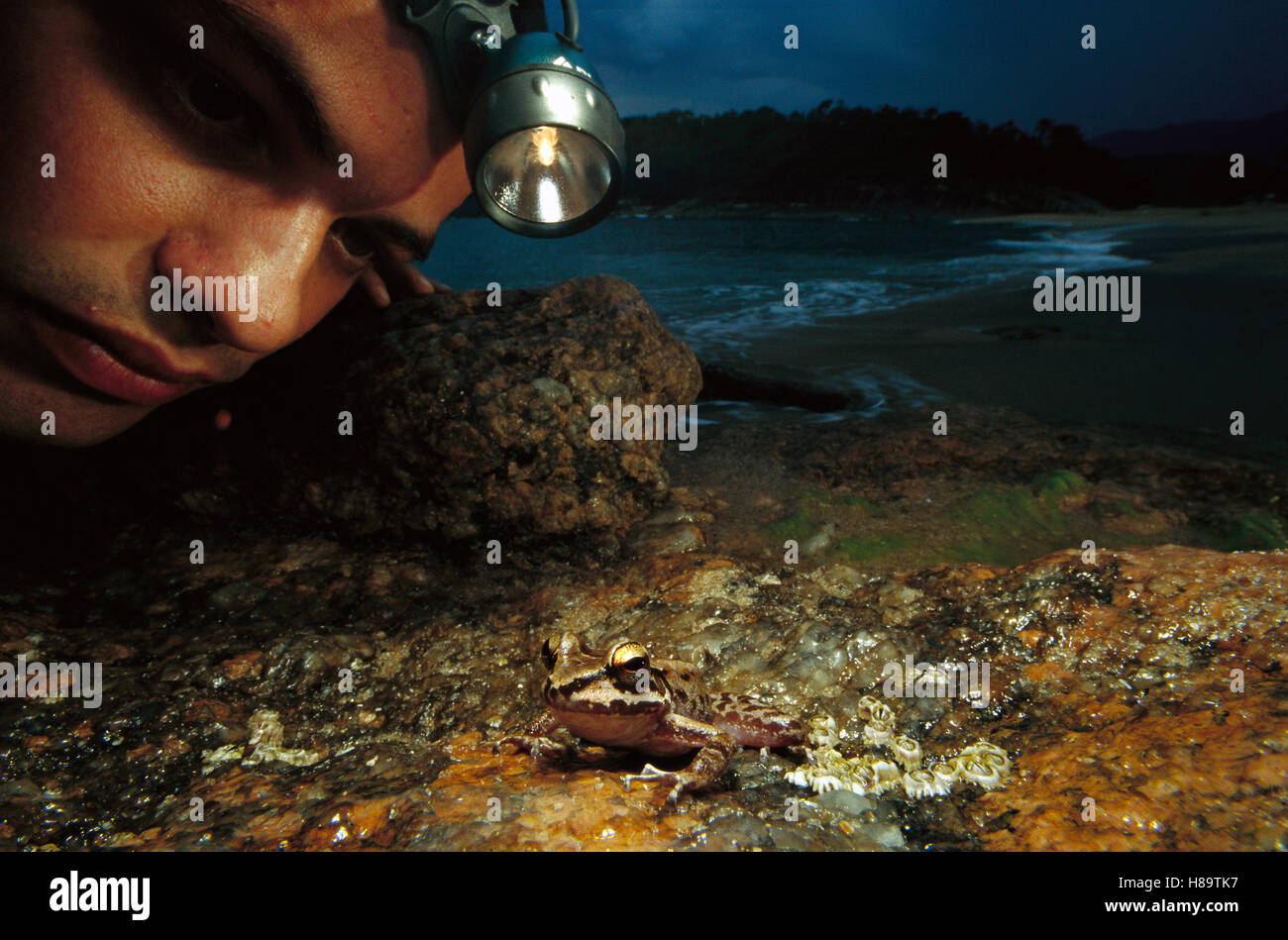 Military River Frog (Thoropa miliaris) the only frog in the world to ...