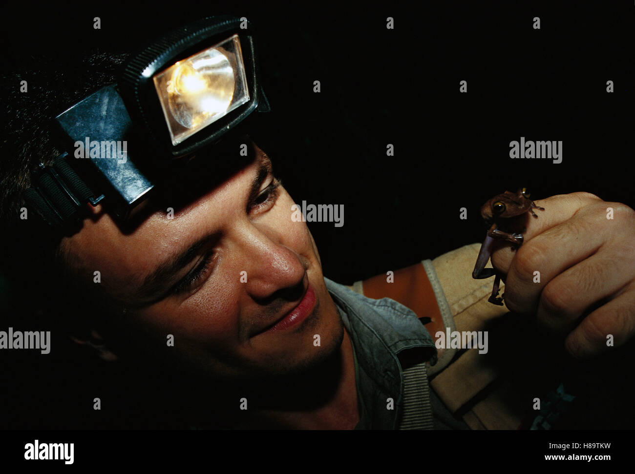 Tree Frog (Hyla sp) new species held by herpetologist Bruno Pimenta ...