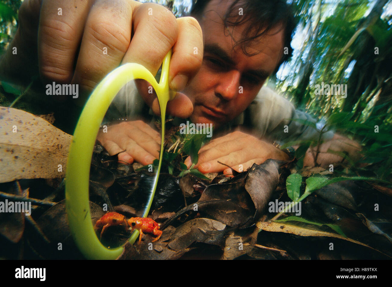 Shield Toad (Brachycephalus sp) attacks his reflection in a mirror held ...