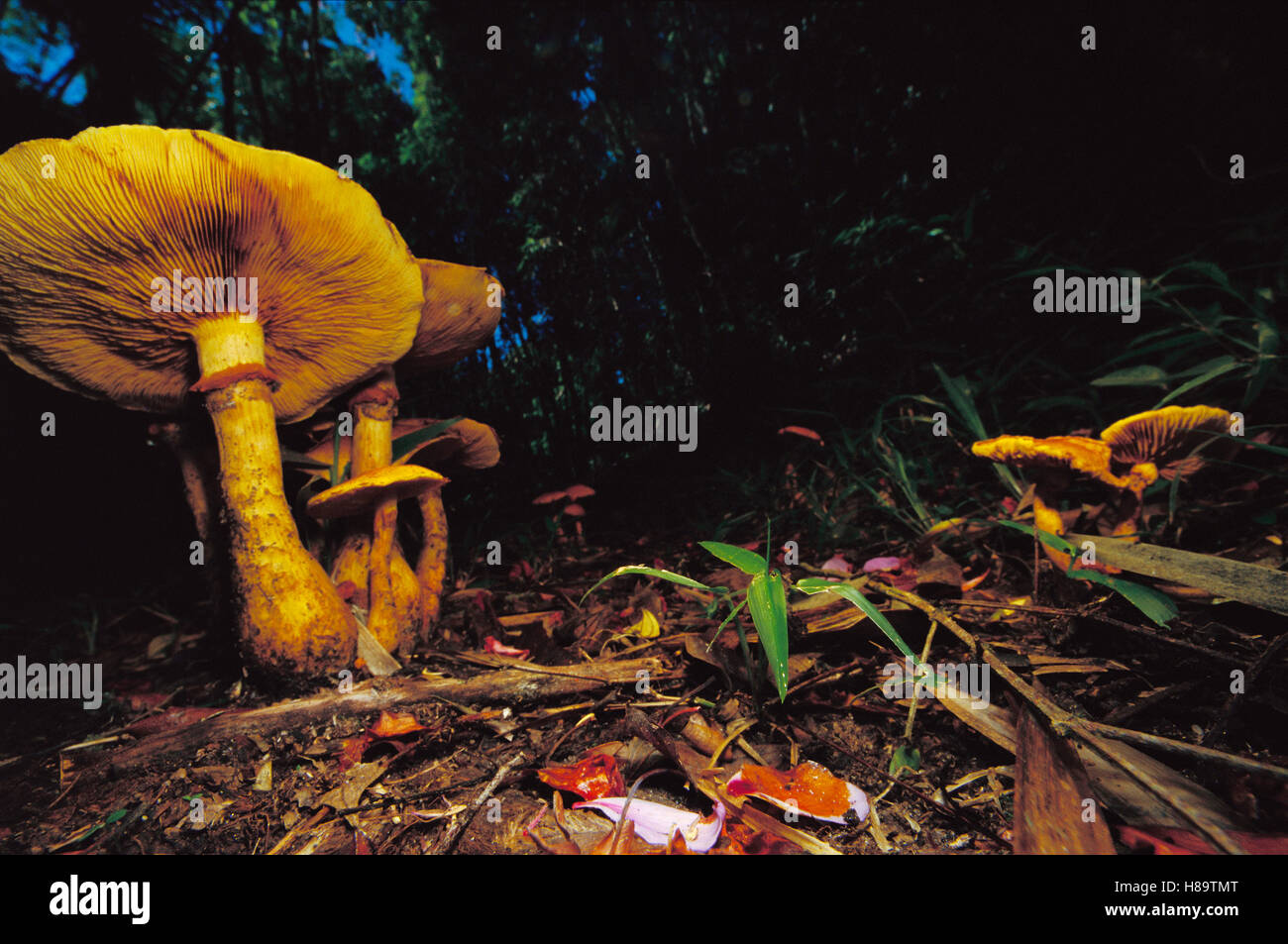 Mushrooms sprouting from rainforest floor, Sao Paulo State, Atlantic ...