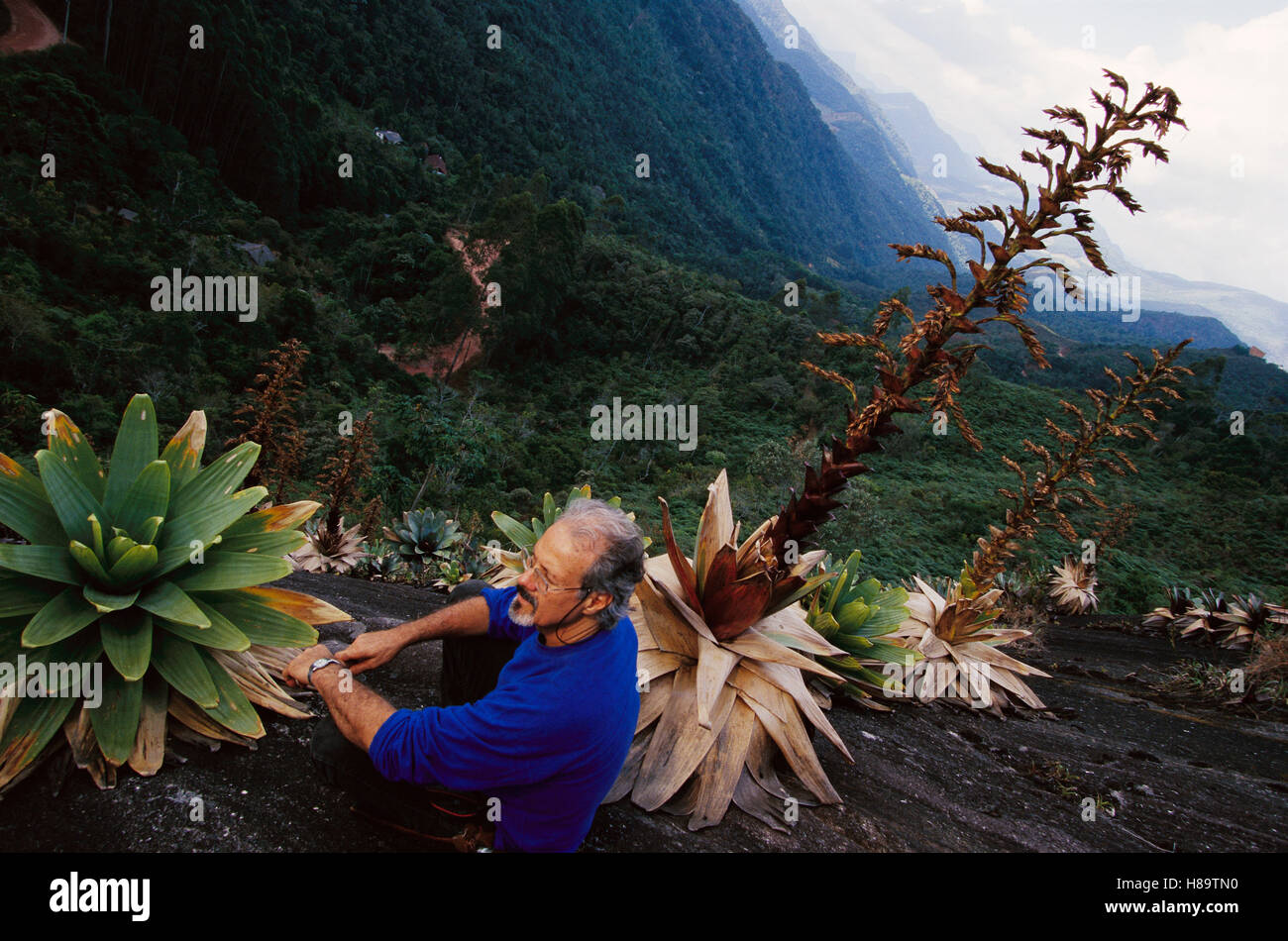 Imperial Bromeliad (Alcantarea imperialis) rare giant bromeliad on the ...