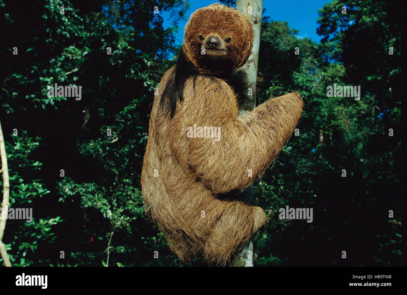 Maned Sloth (Bradypus torquatus) in a tree at a rehabilitation center ...