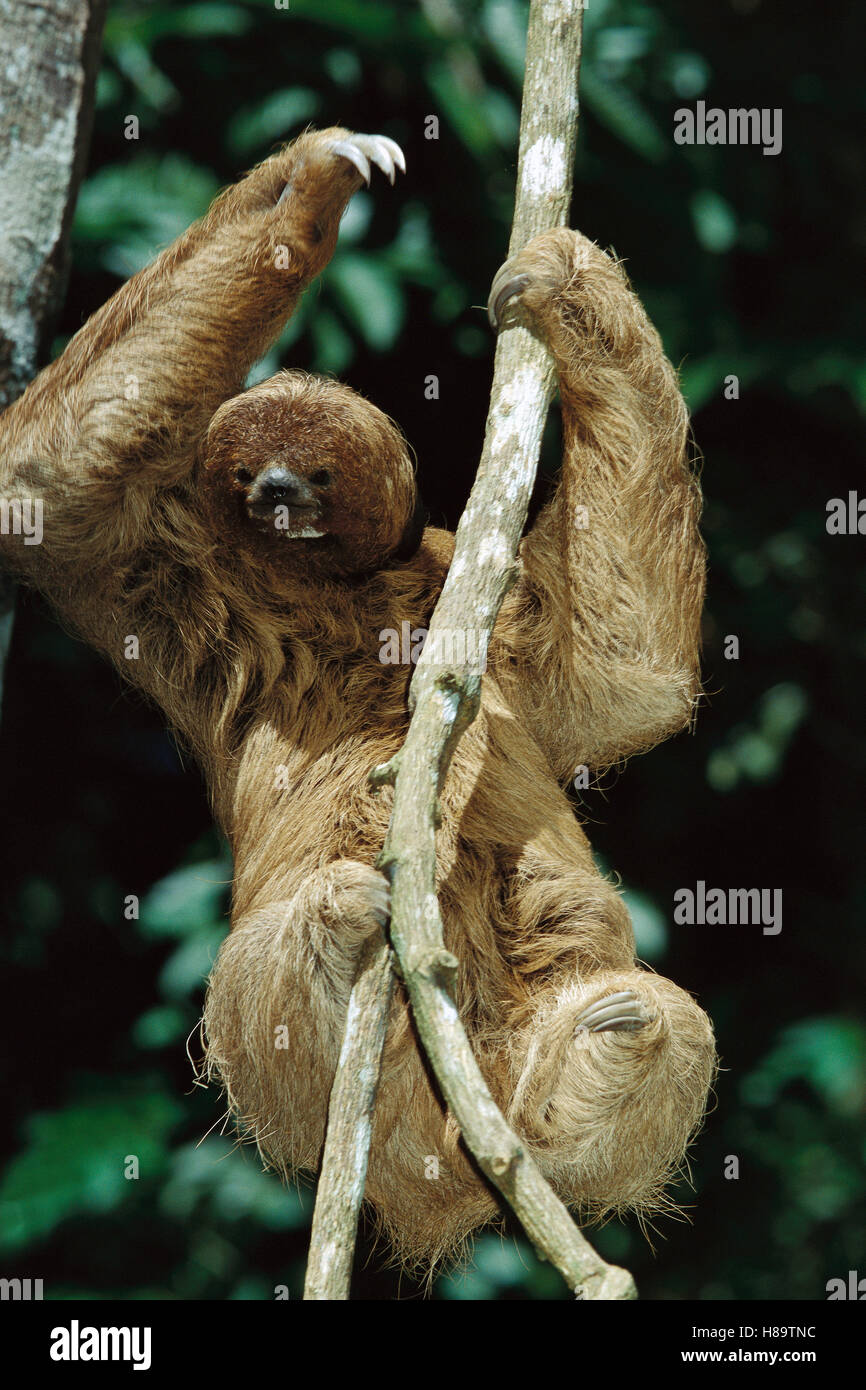 Maned Sloth (Bradypus torquatus) in a tree at a rehabilitation center ...