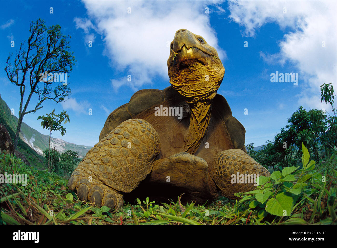 Galapagos Giant Tortoise (Chelonoidis nigra) in Alcedo Volcano ...