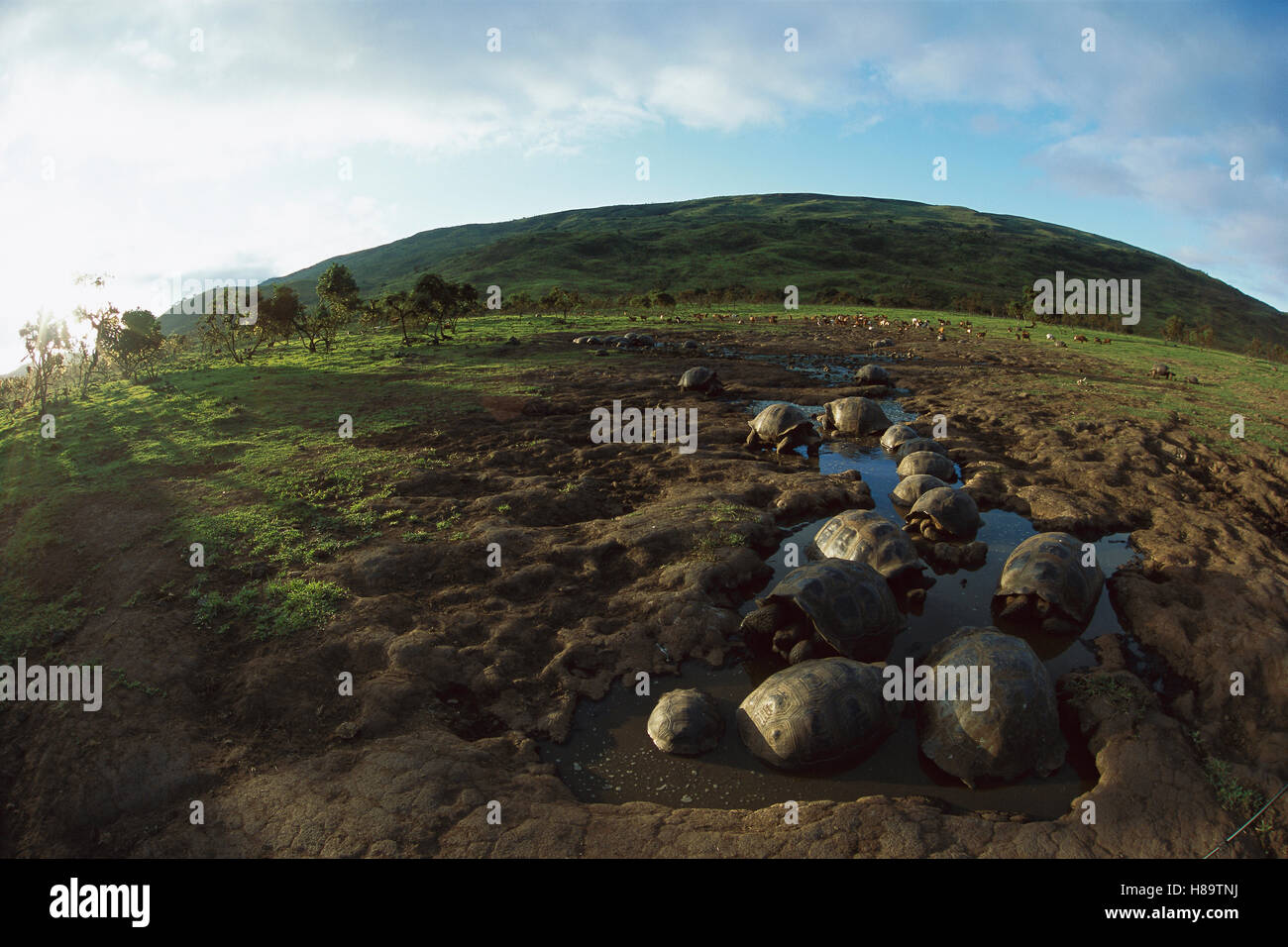 Galapagos Giant Tortoise (Chelonoidis nigra) in wallow, herd of feral ...