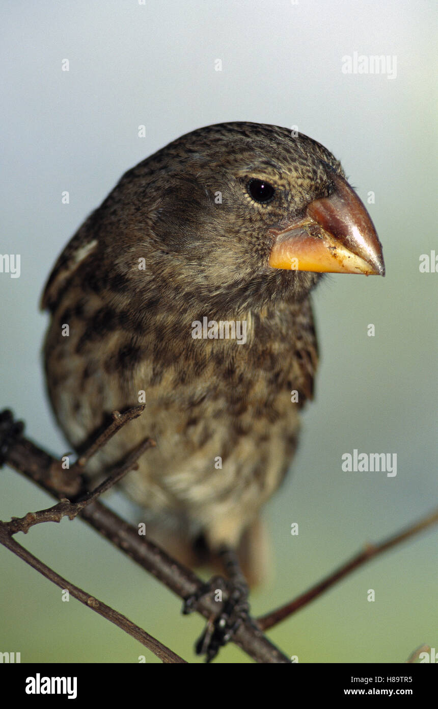 Large Ground Finch (Geospiza magnirostris) endemic species, extra large ...