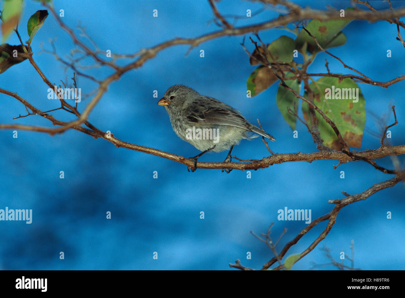 Small Tree-Finch (Camarhynchus parvulus) perched in tree, Santiago ...