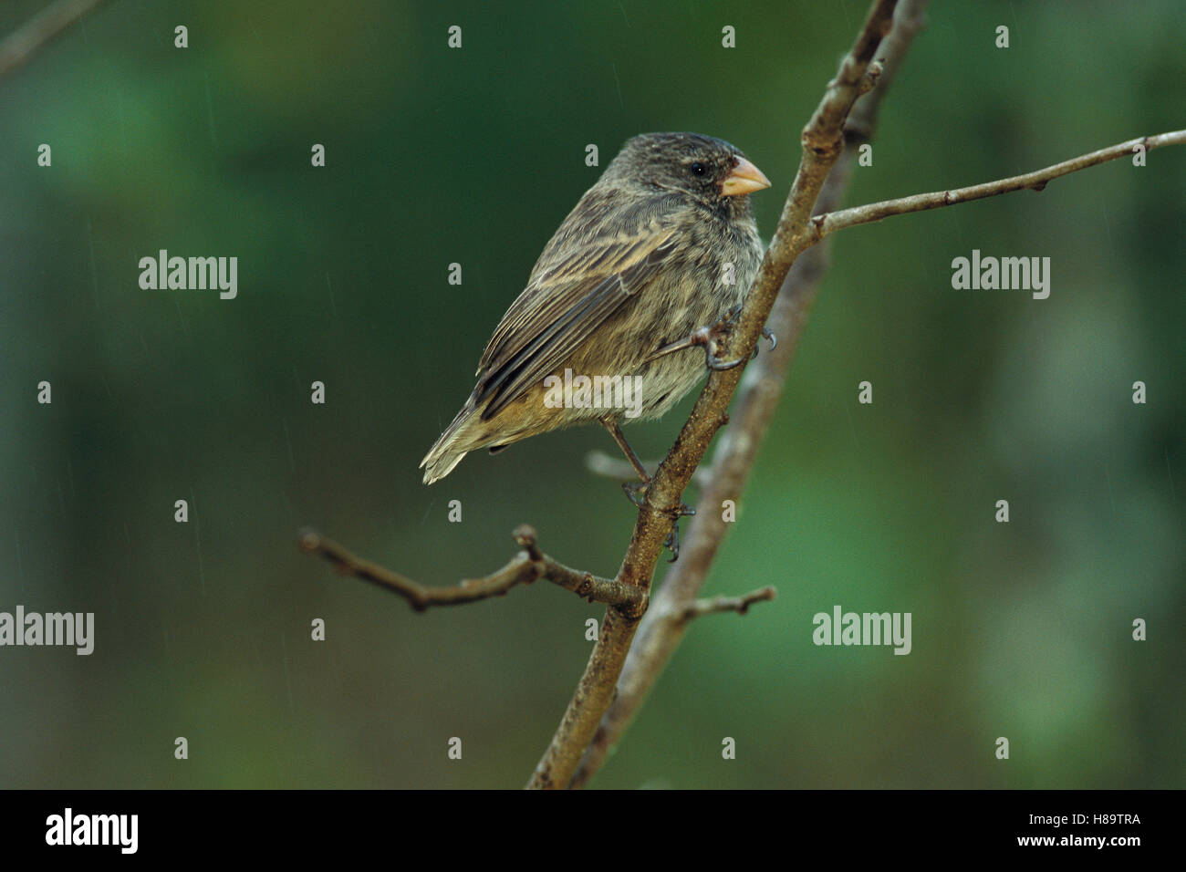Small Tree-Finch (Camarhynchus parvulus) perching, Floreana Islands ...